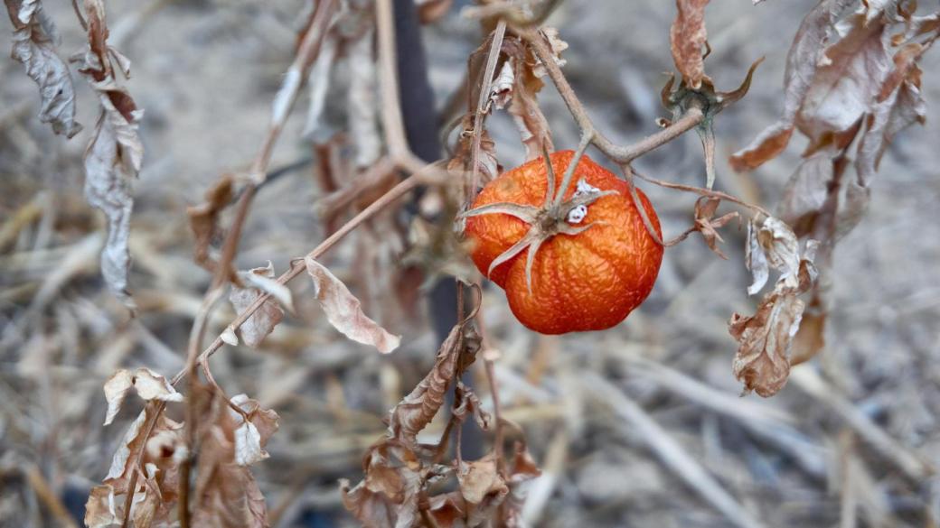 Lewis Ziska | Columbia University Mailman School of Public Health
