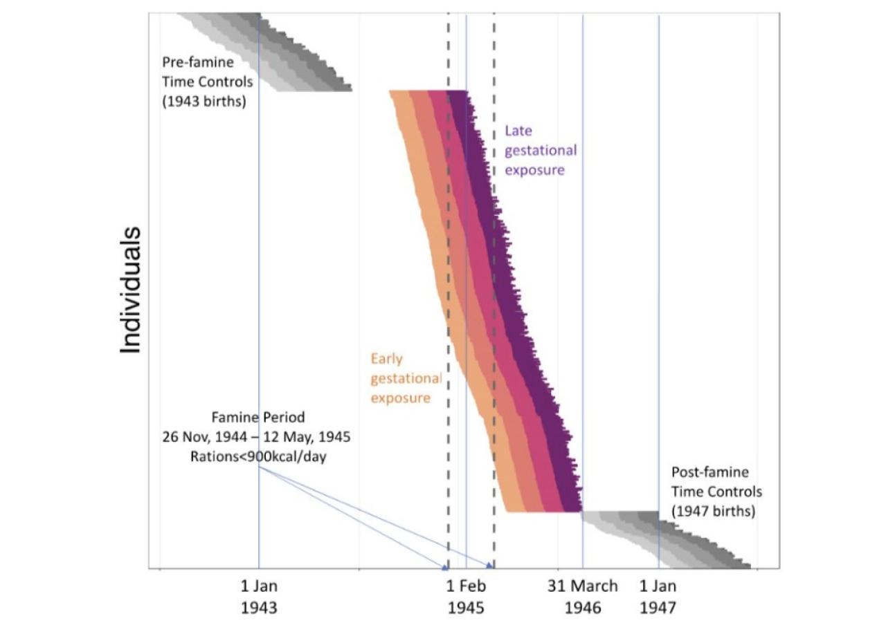 Genetic Analysis of the Dutch Hunger Winter Families Study