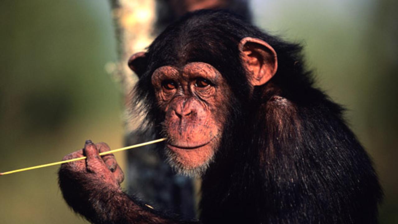 Predicting, Preventing, and Controlling Pandemics | Columbia University ...