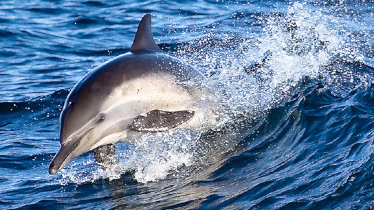 New Virus Discovered in Stranded Dolphin | Columbia University Mailman ...