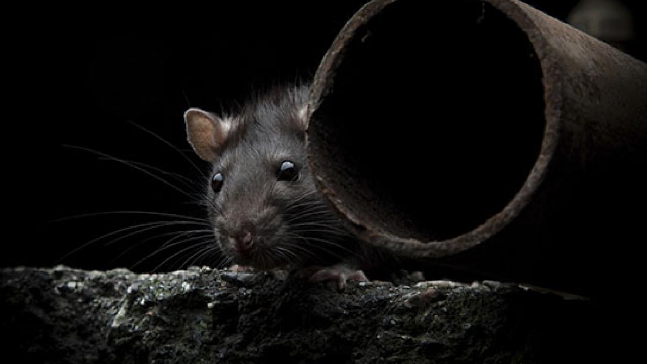 Rats of New York and the Diseases They Carry | Columbia University ...