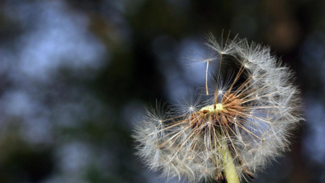 Climate change, pollen, and allergic disease | Columbia University ...