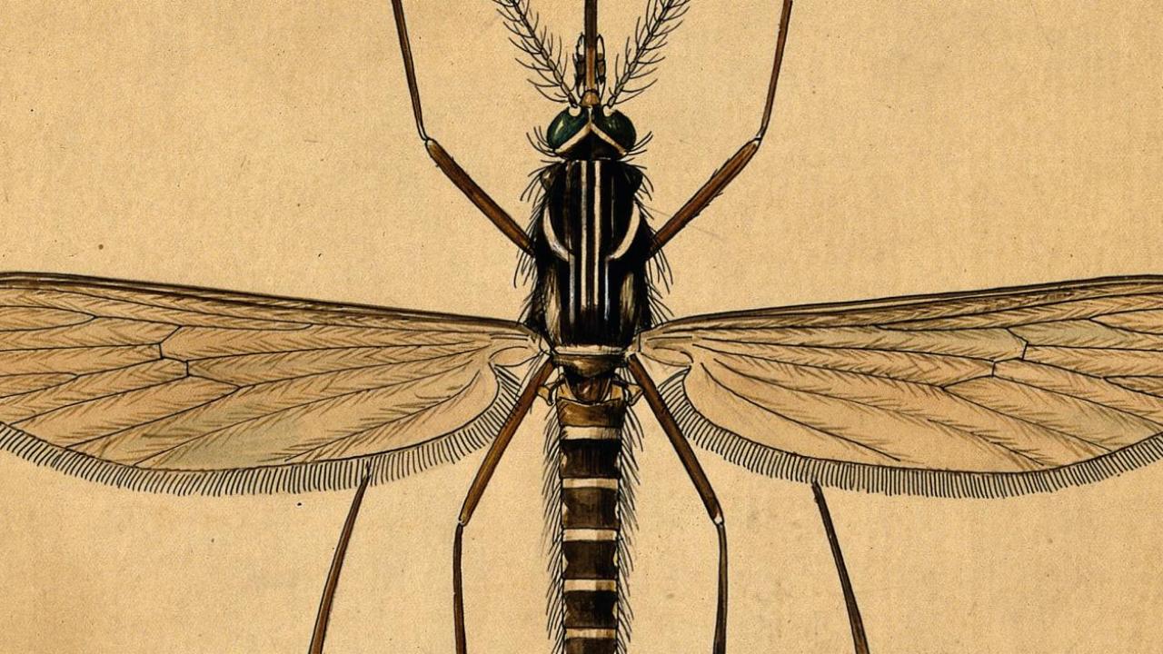 Humans vs. the Mosquito: An Age-Old Battle | Columbia University ...