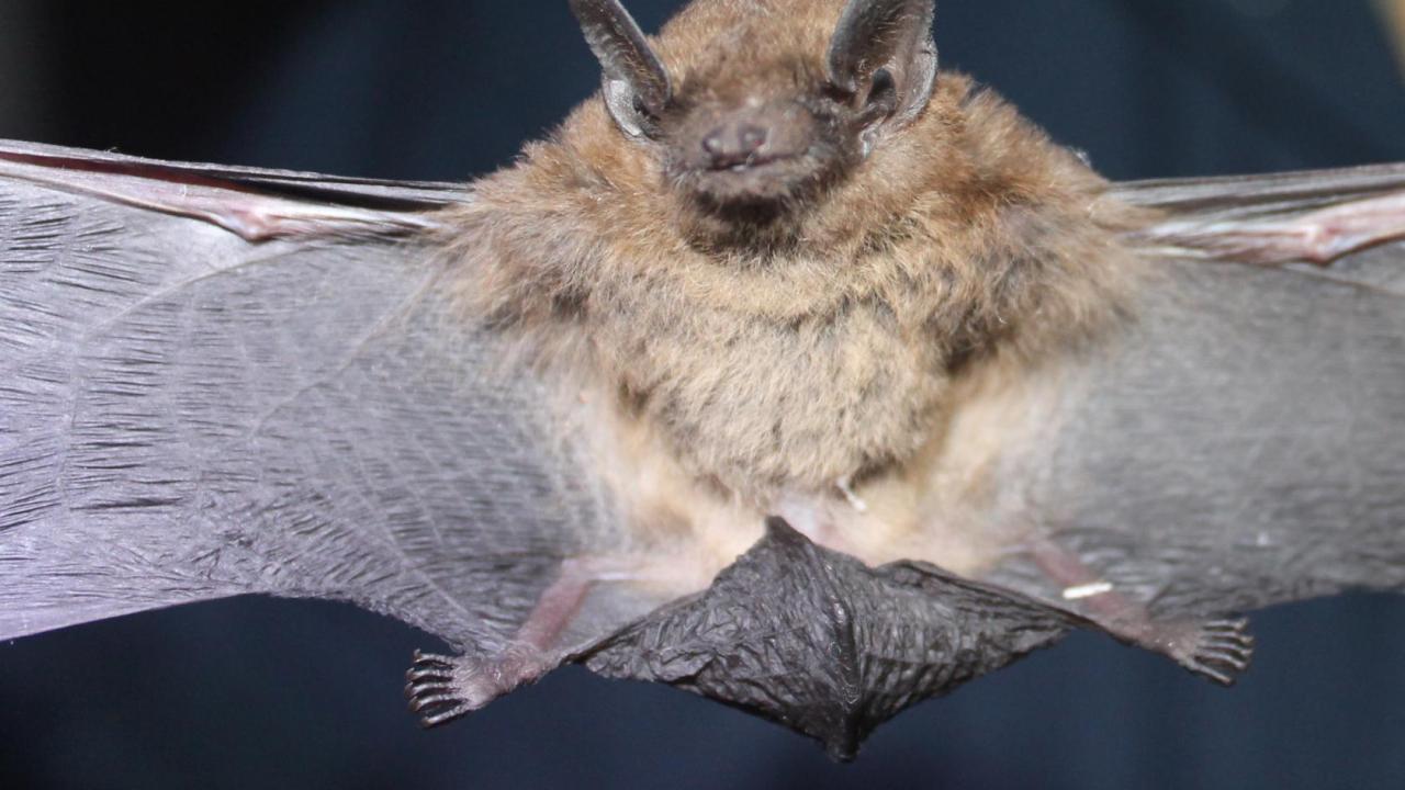 MERS-like Coronavirus Identified in Ugandan Bat | Columbia University ...