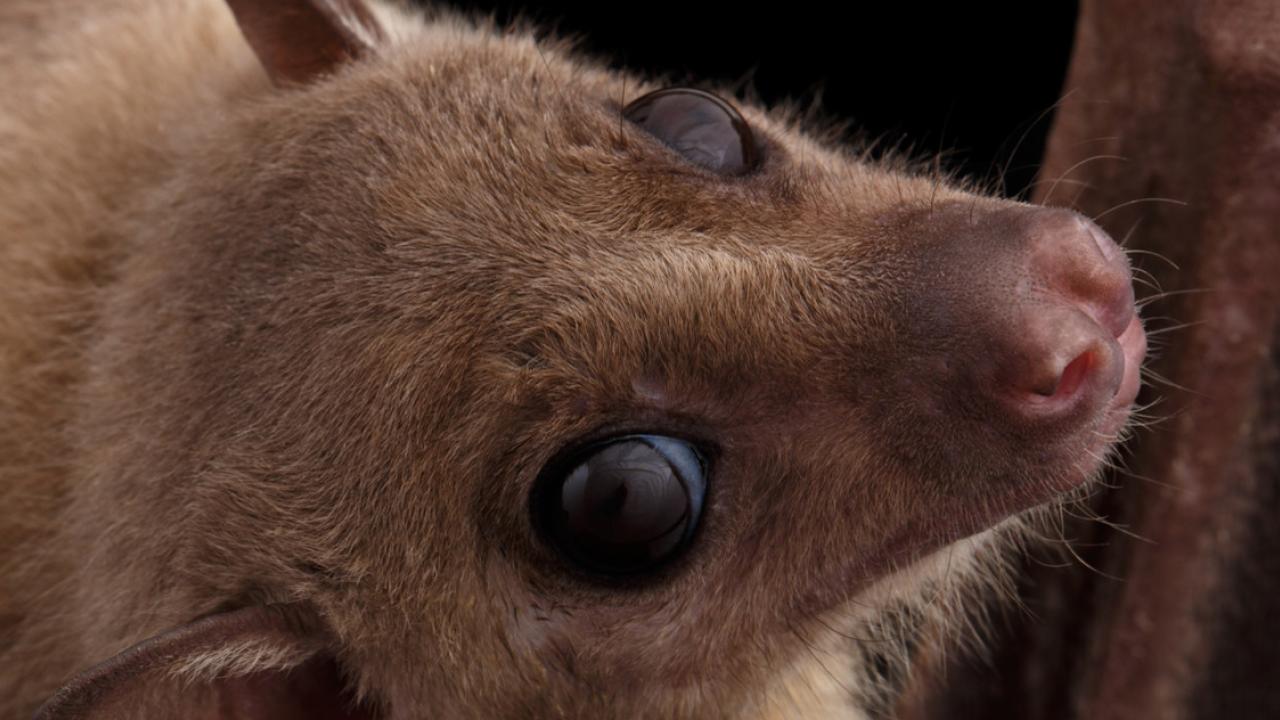 Ebola Species Found in Bats Ahead of Any Potential Outbreak | Columbia ...