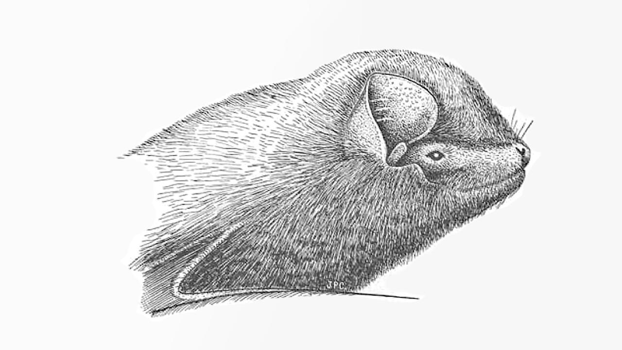 Scientists Discover Ebola Virus in West African Bat | Columbia ...