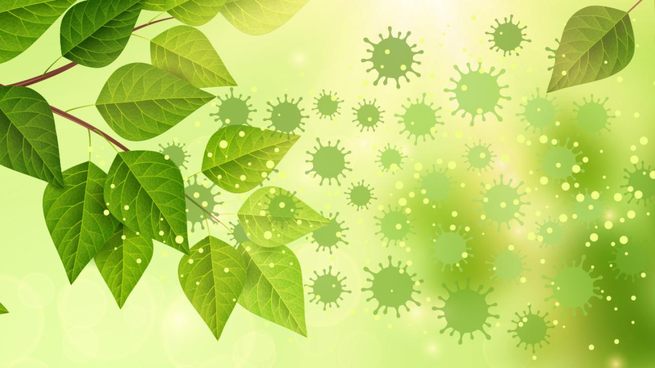Increasing Pollen Rates Affect COVID Infection Rates | Columbia ...