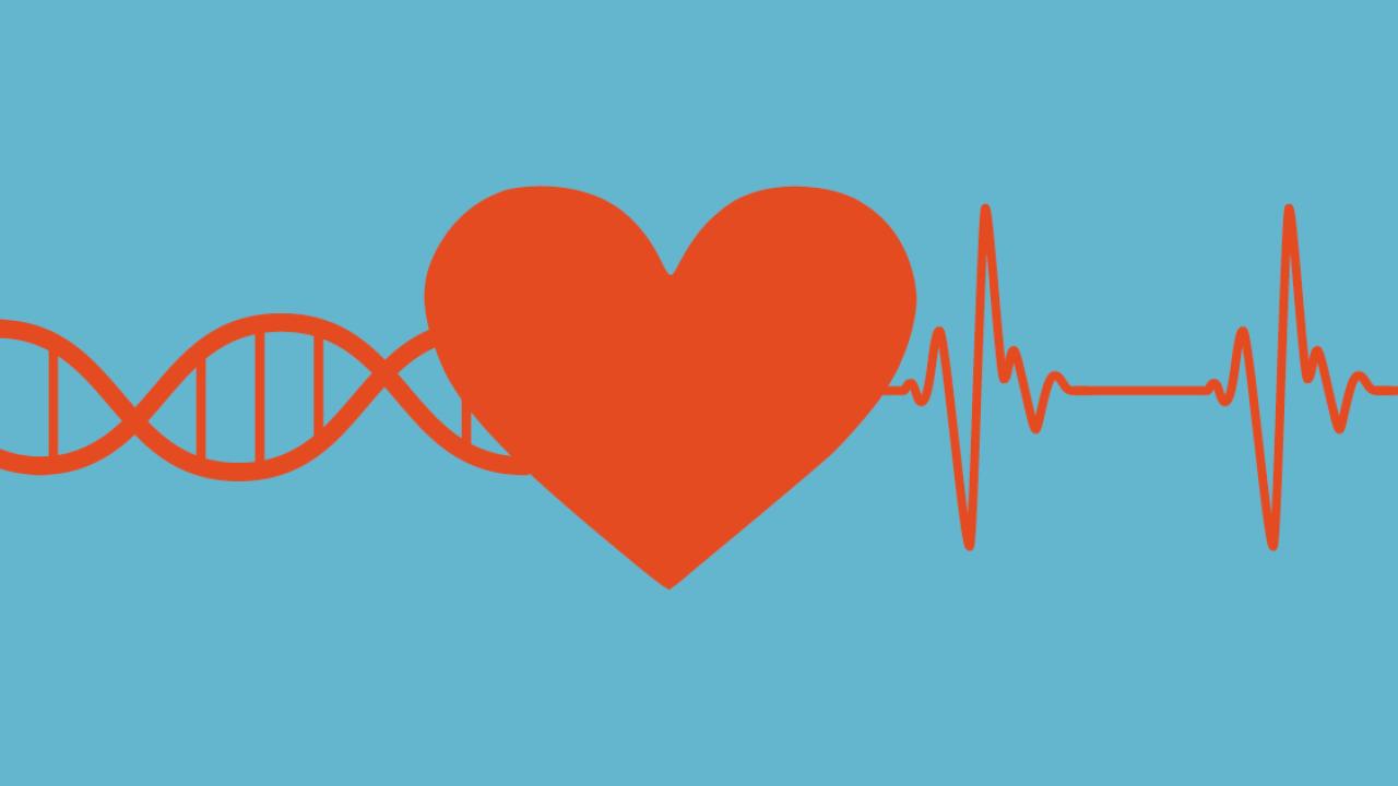 Study Identifies DNA Signatures of Heart Disease | Columbia University ...