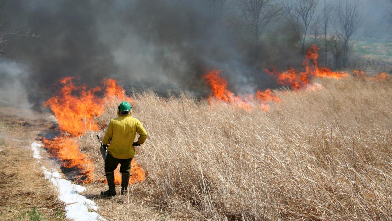 Low-Intensity Fires Reduce Wildfire Risk by 60 Percent | Columbia ...