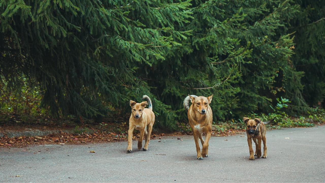 Deep Dive Into Genome of Dogs Within Chornobyl Exclusion Zone Shows ...