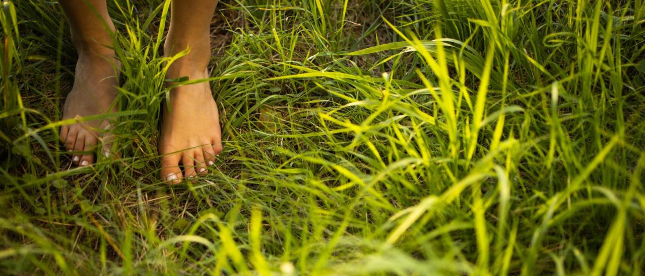 A Better Way to Diagnose Lyme Disease and Other Tick-Borne Illnesses | Columbia University ...