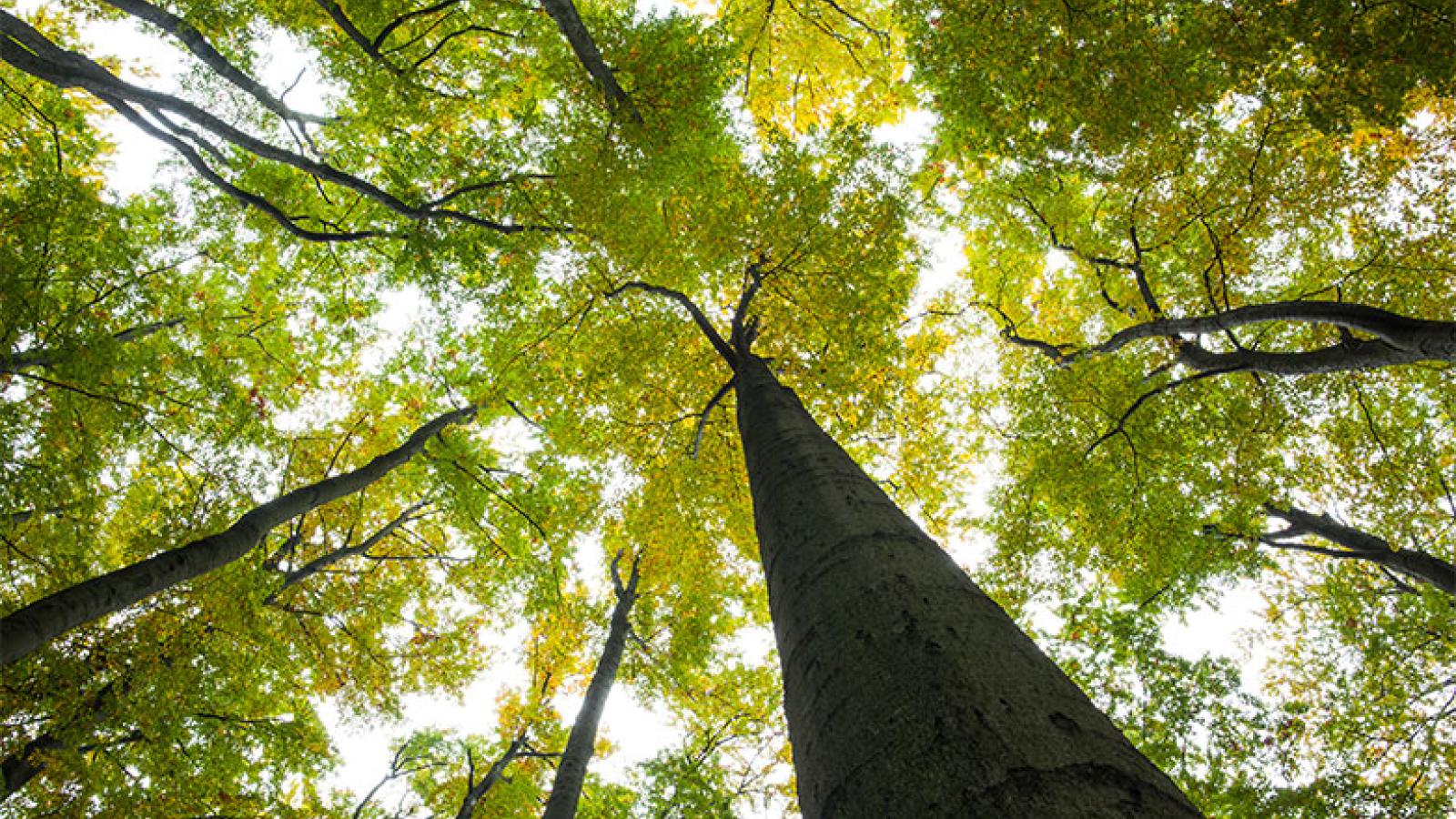 Environmental Epidemiology | Columbia University Mailman School of ...