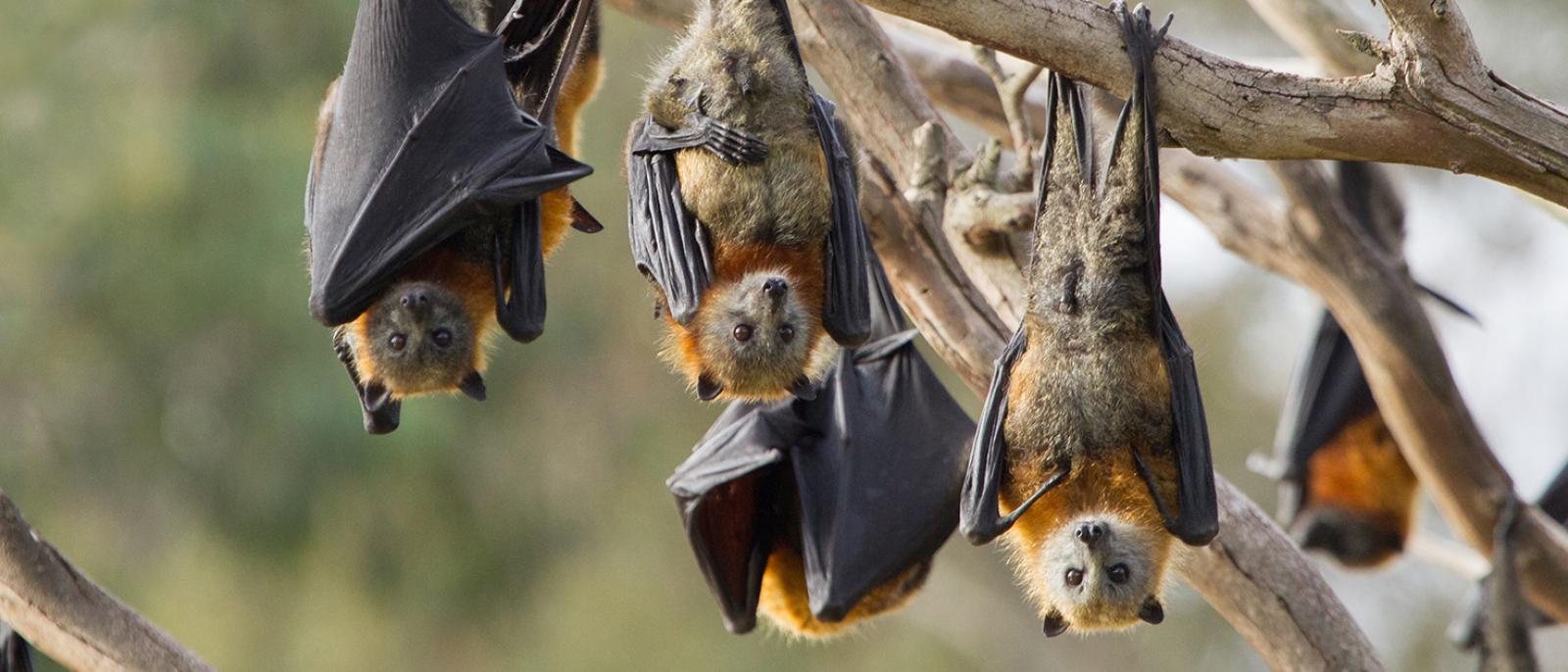 Bats Are the Major Reservoir of Coronaviruses Worldwide | Columbia ...