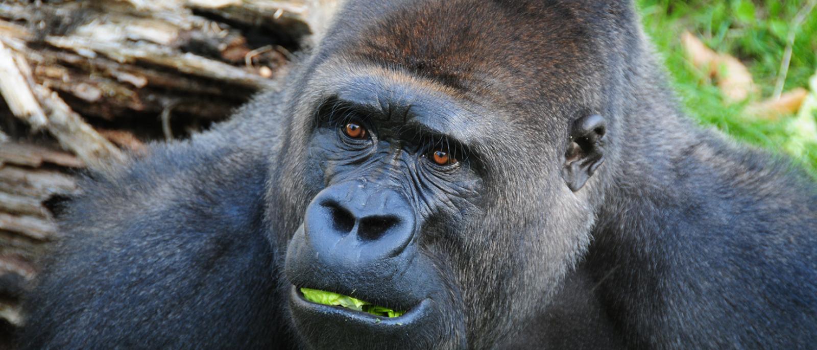 What Gorilla Poop Tells Us About Evolution and Human Health | Columbia ...