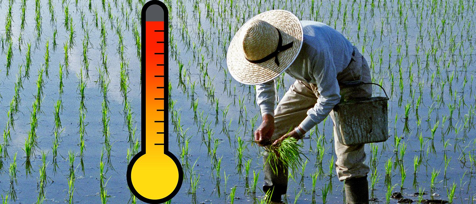 Climate Change May Lead to Rising Arsenic Levels in Paddy Rice ...