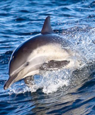 New Virus Discovered in Stranded Dolphin | Columbia University Mailman ...