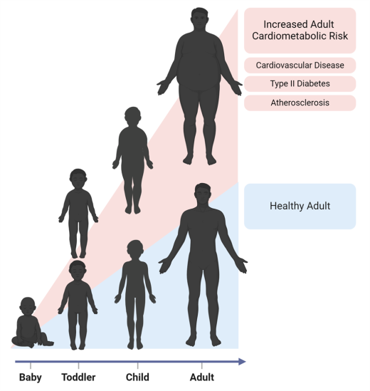 Childhood Cardiometabolic Risk | Columbia University Mailman School of ...