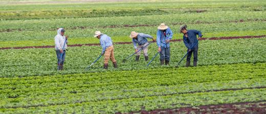 Lewis Ziska Contributes to Lancet Report on Climate Change and Health