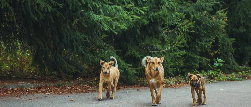 Deep Dive Into Genome of Dogs Within Chornobyl Exclusion Zone Shows ...